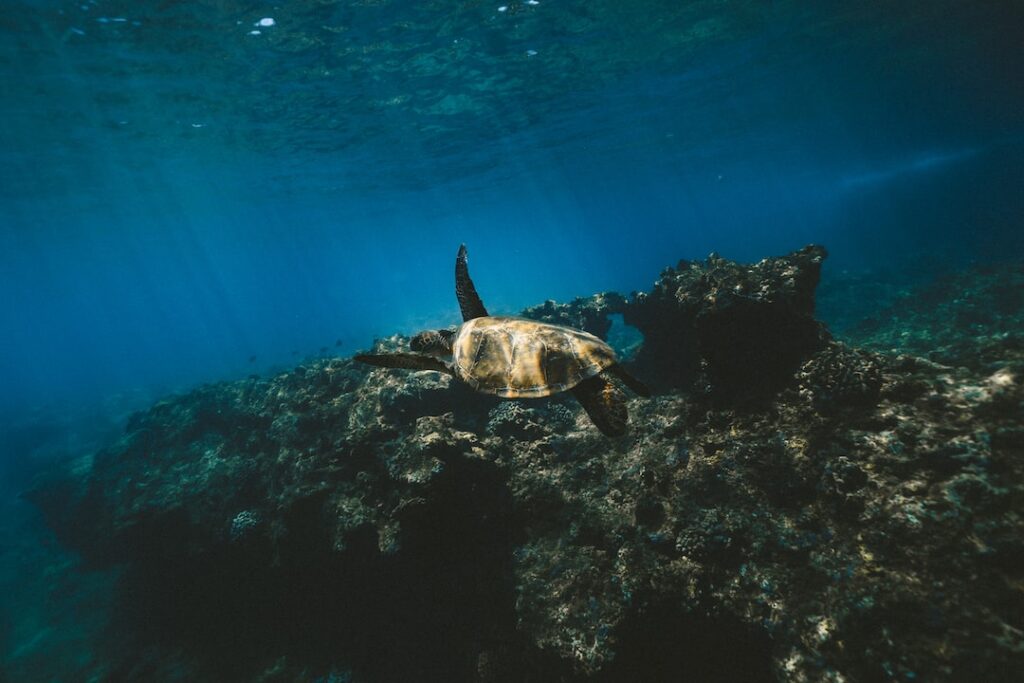 Where Do Turtles Live? - Reptile Friend