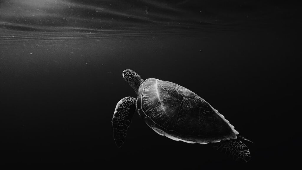 Why Are Turtles So Slow?