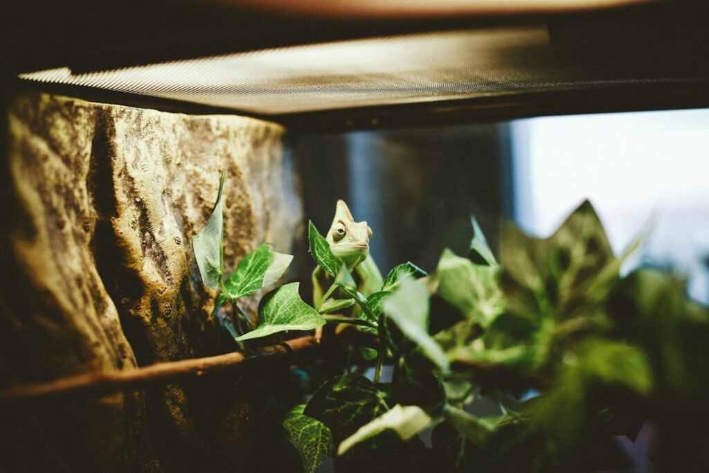 How Much Do Chameleons Weigh? - Reptile Friend